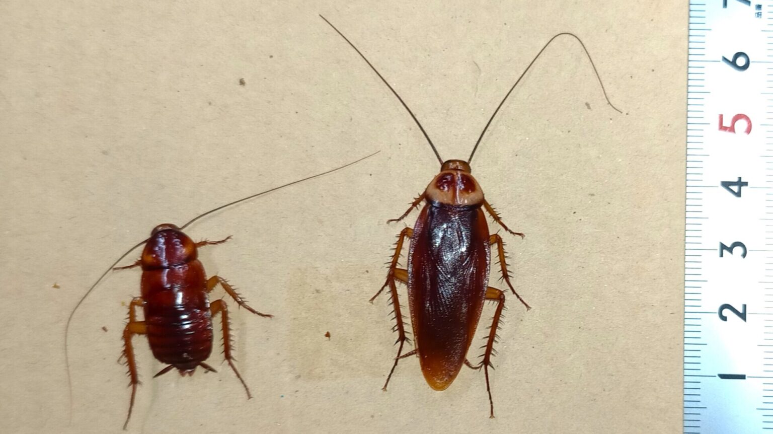 株式会社タニサケ